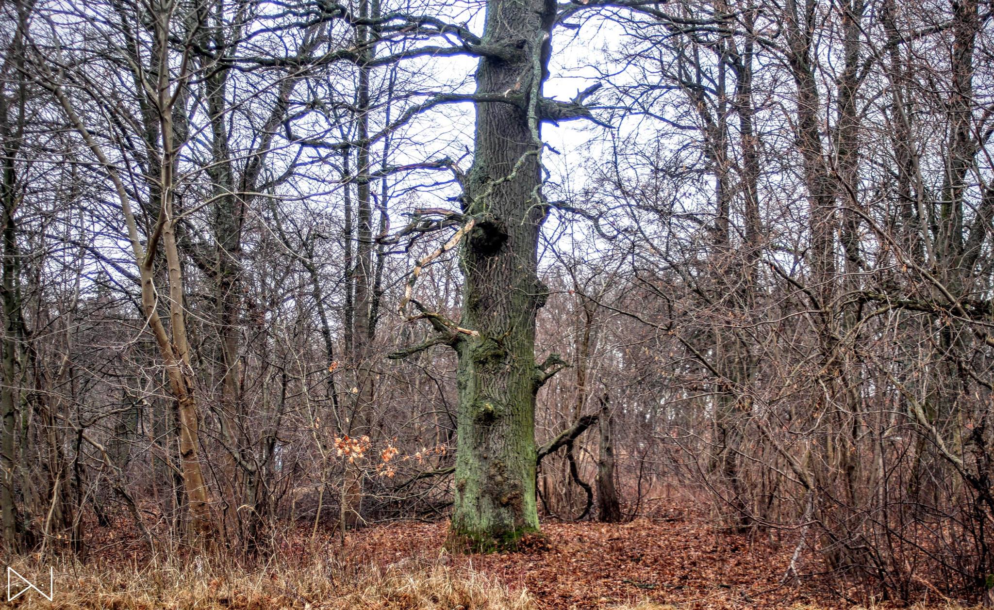 Karalienės Luizės ąžuolas